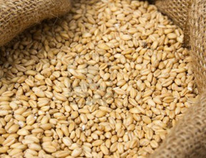 Orsell - Zootecnia e Analisi Agro Alimentare